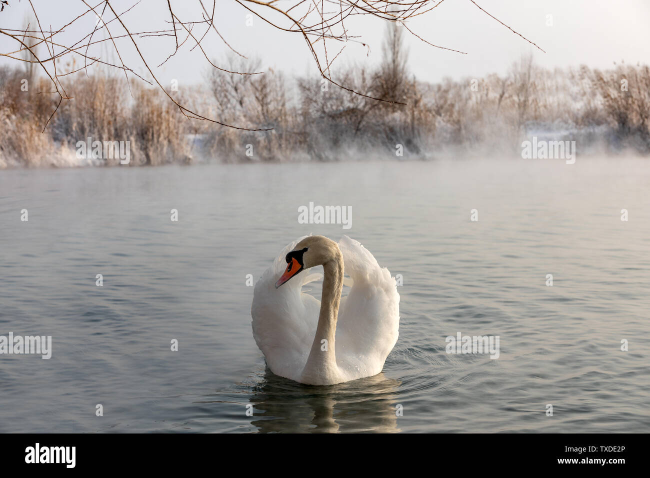 A warts-nosed swan swimming in hot springs in Yili, Xinjiang in winter ...