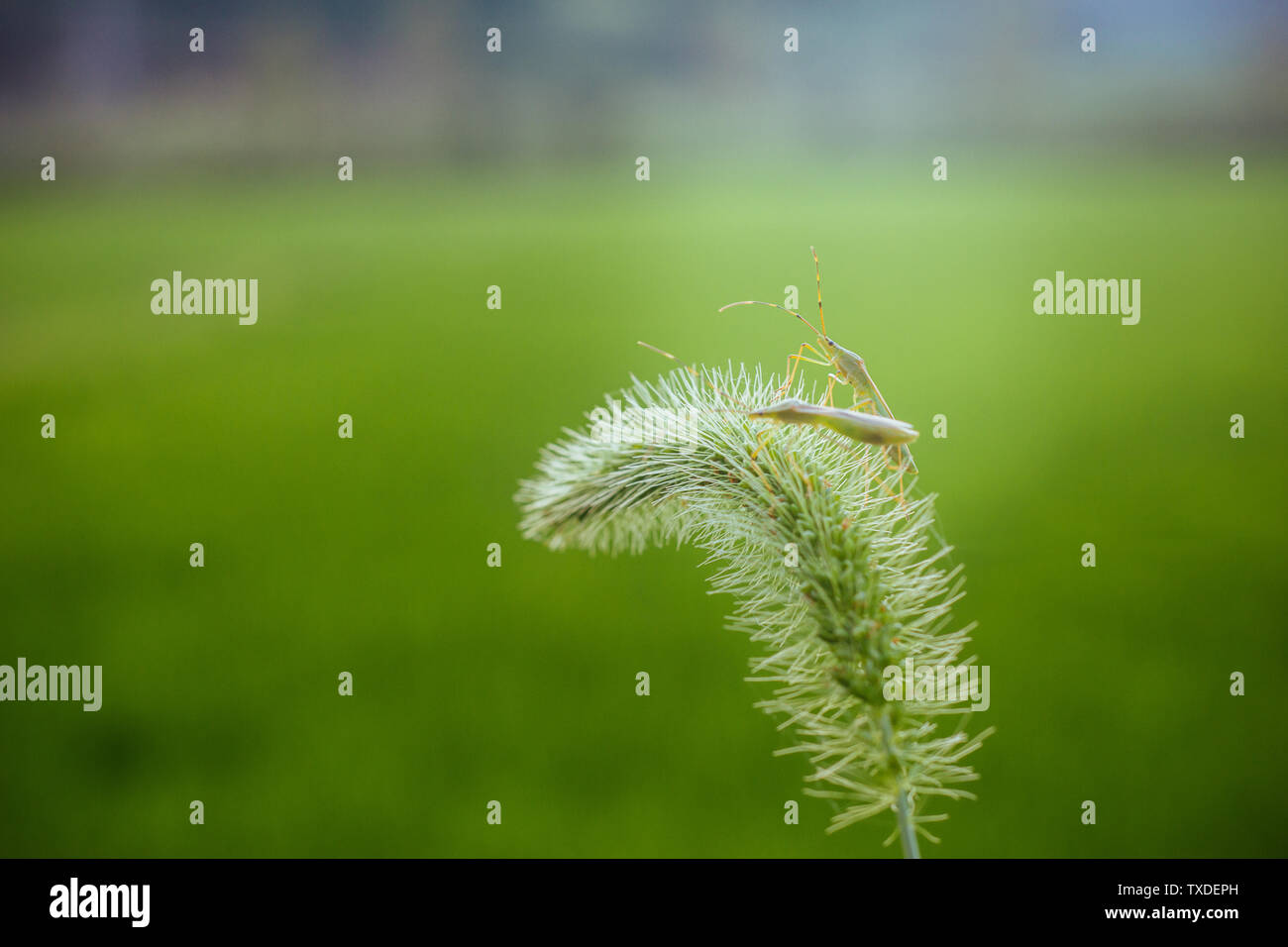 Zen elf elves hi-res stock photography and images - Alamy