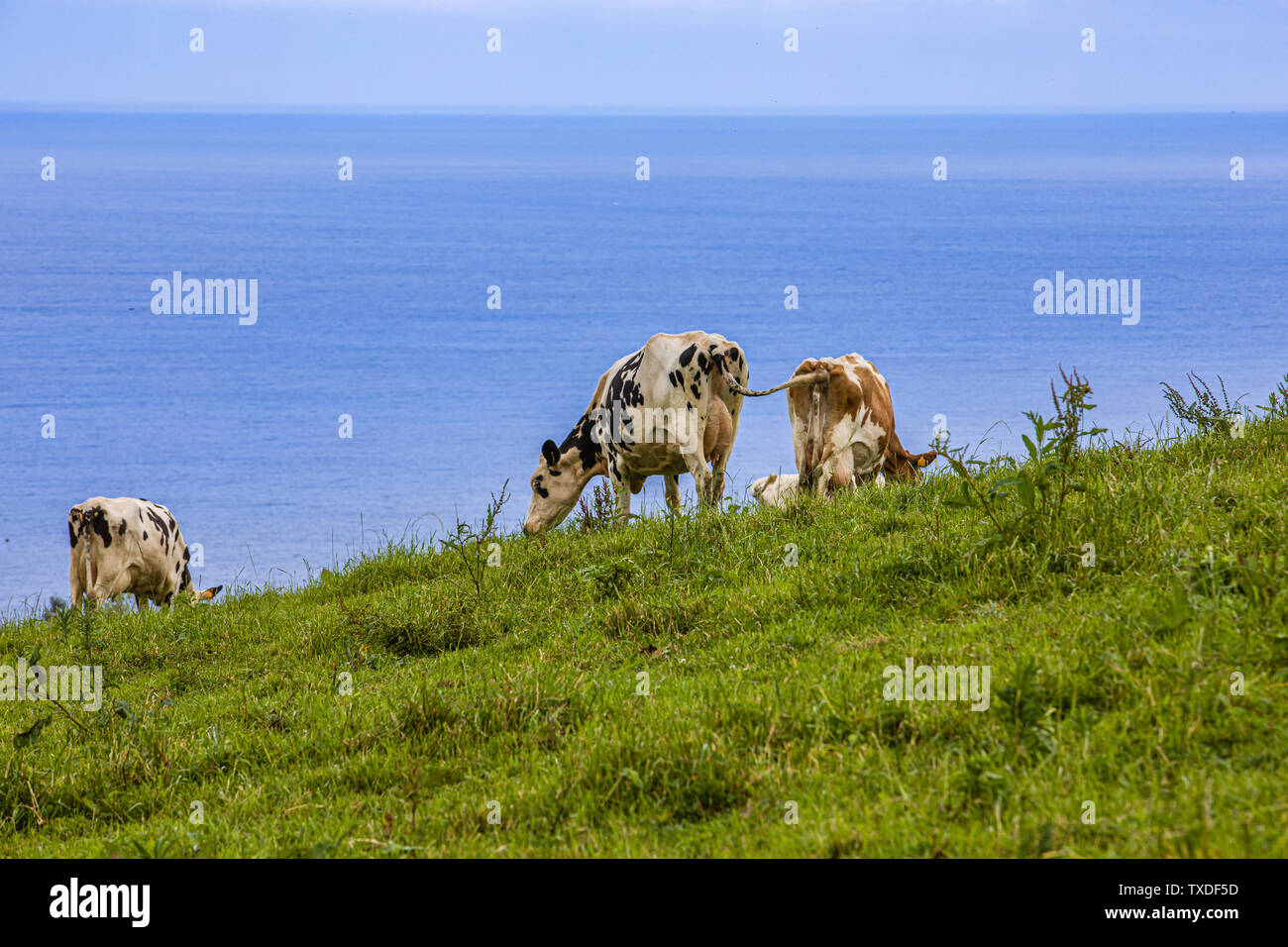 Cows freely graze in the meadows of the entire island of Sao Miguel all ...