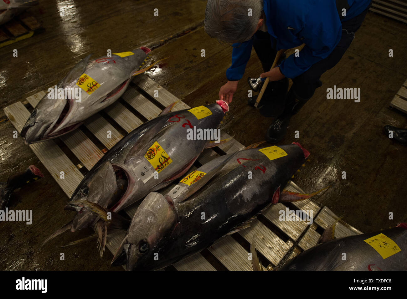 The famous early morning tuna auctions at Tsukiji Market in Tokyo ...