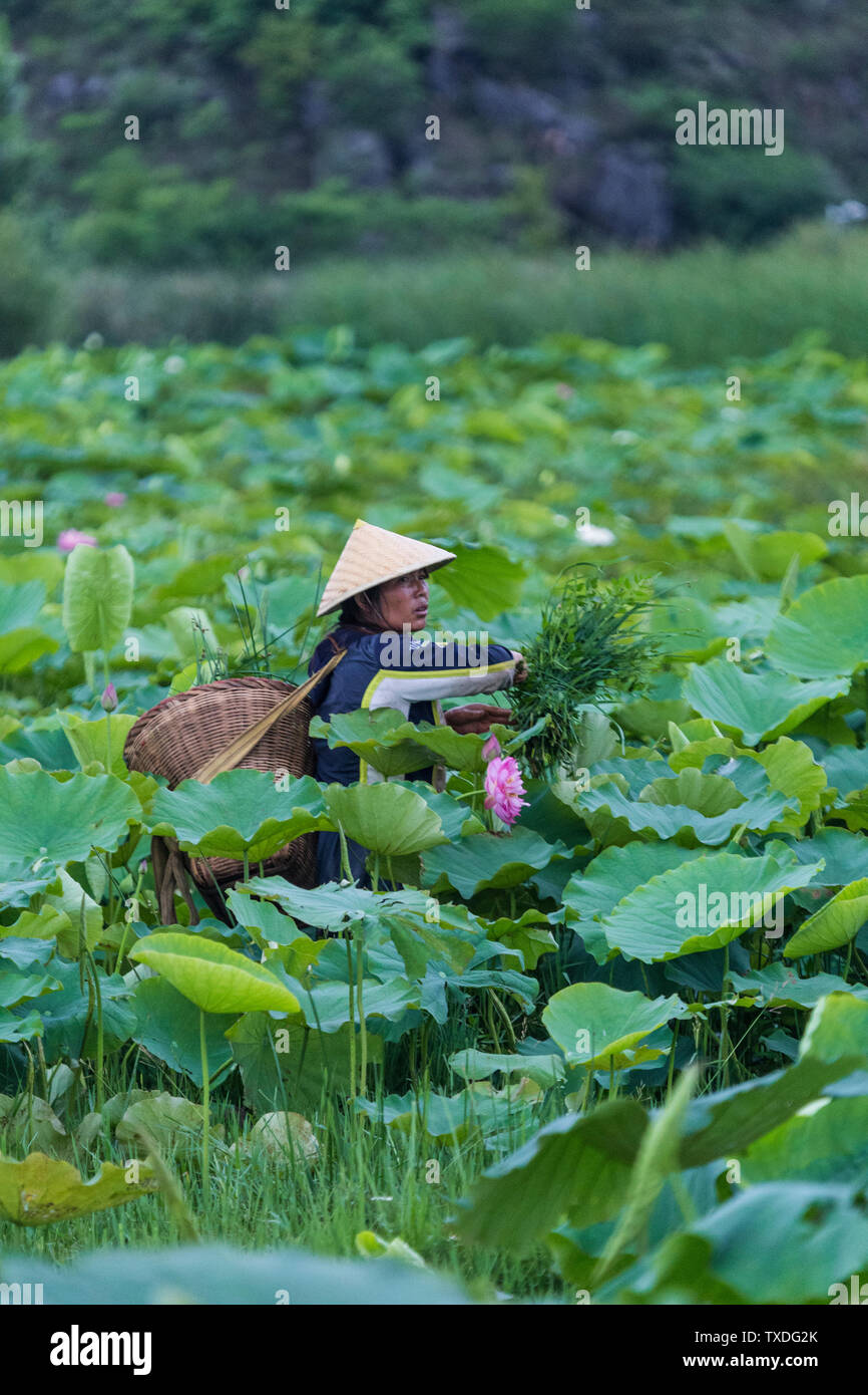 Picking lotus hi-res stock photography and images - Alamy