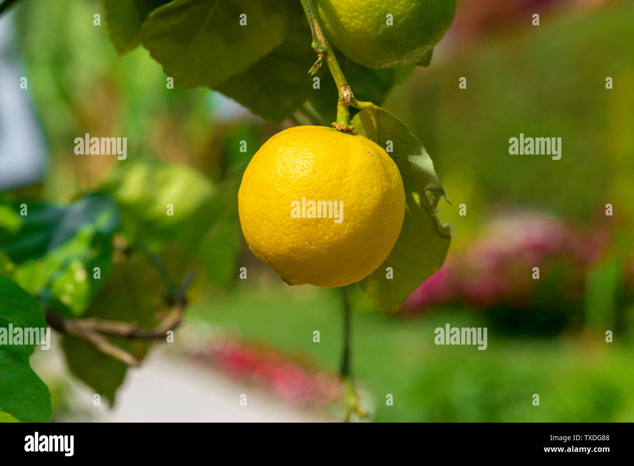 Close up lemons hanging from a tree in a lemon grove Stock Photo - Alamy