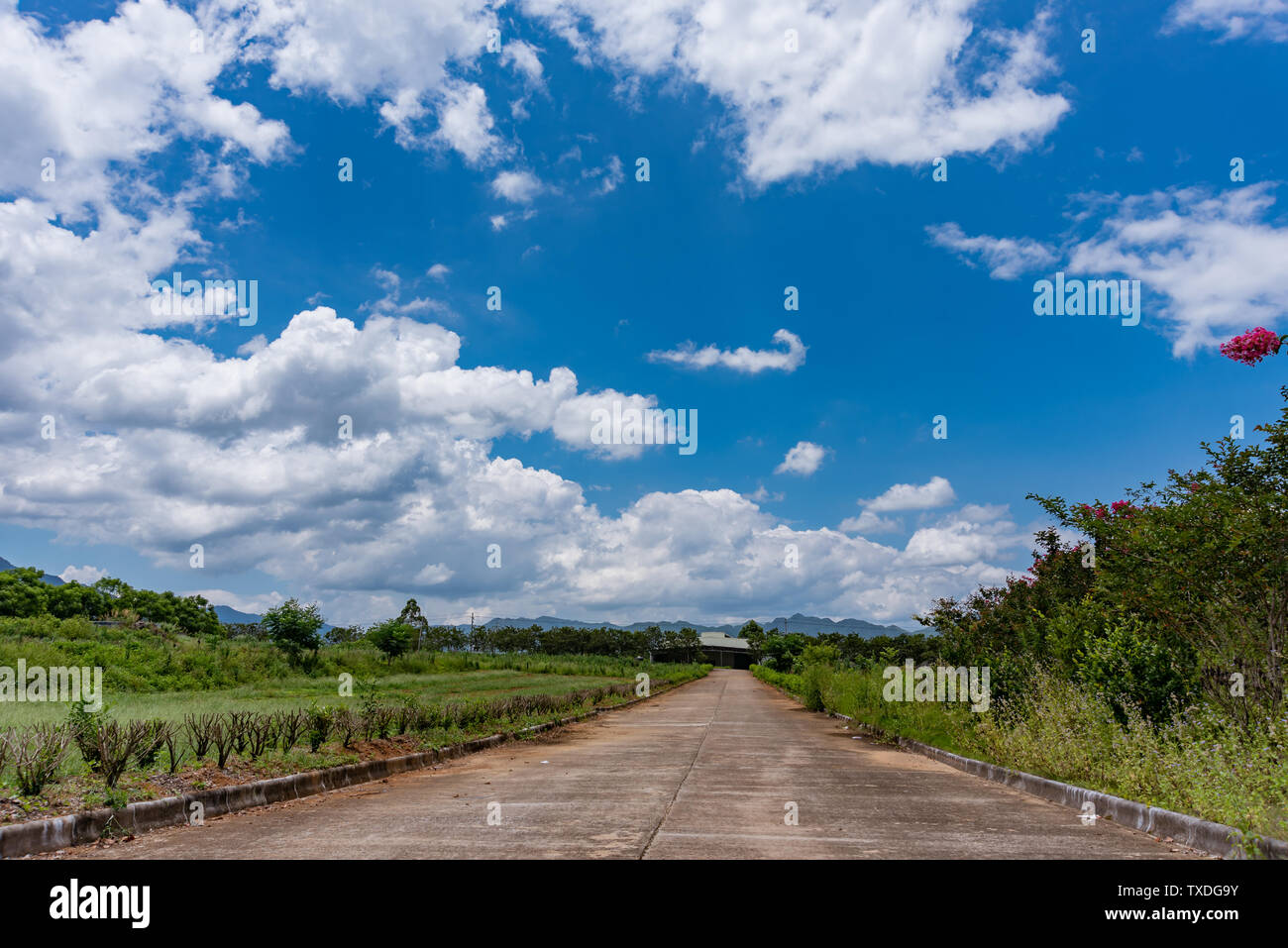 Landscape road under trees hi-res stock photography and images - Alamy