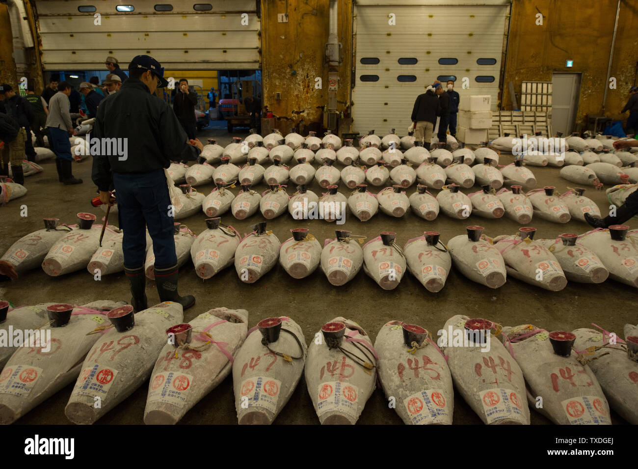 The famous early morning tuna auctions at Tsukiji Market in Tokyo ...