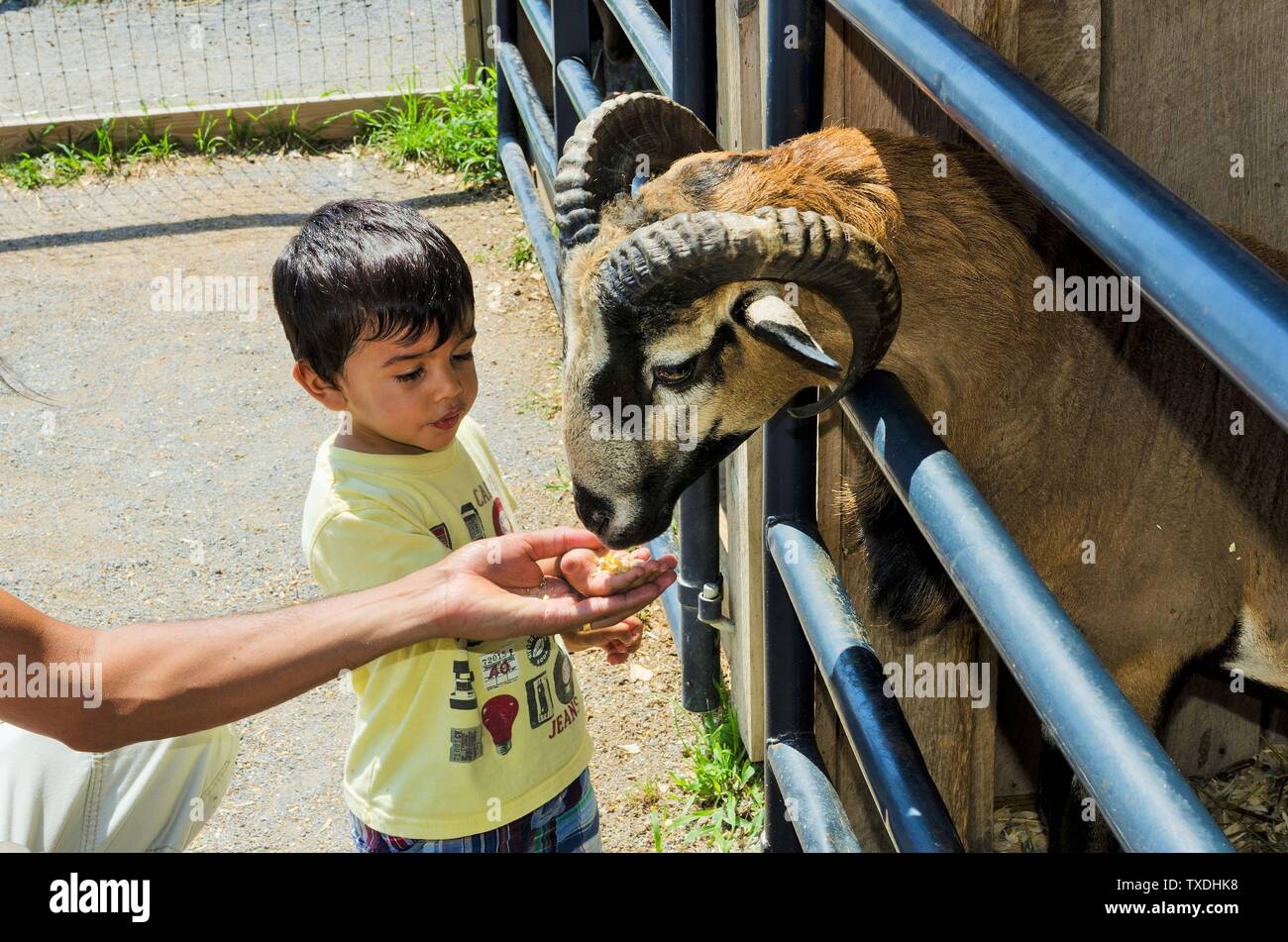 Boy goat hi-res stock photography and images - Alamy