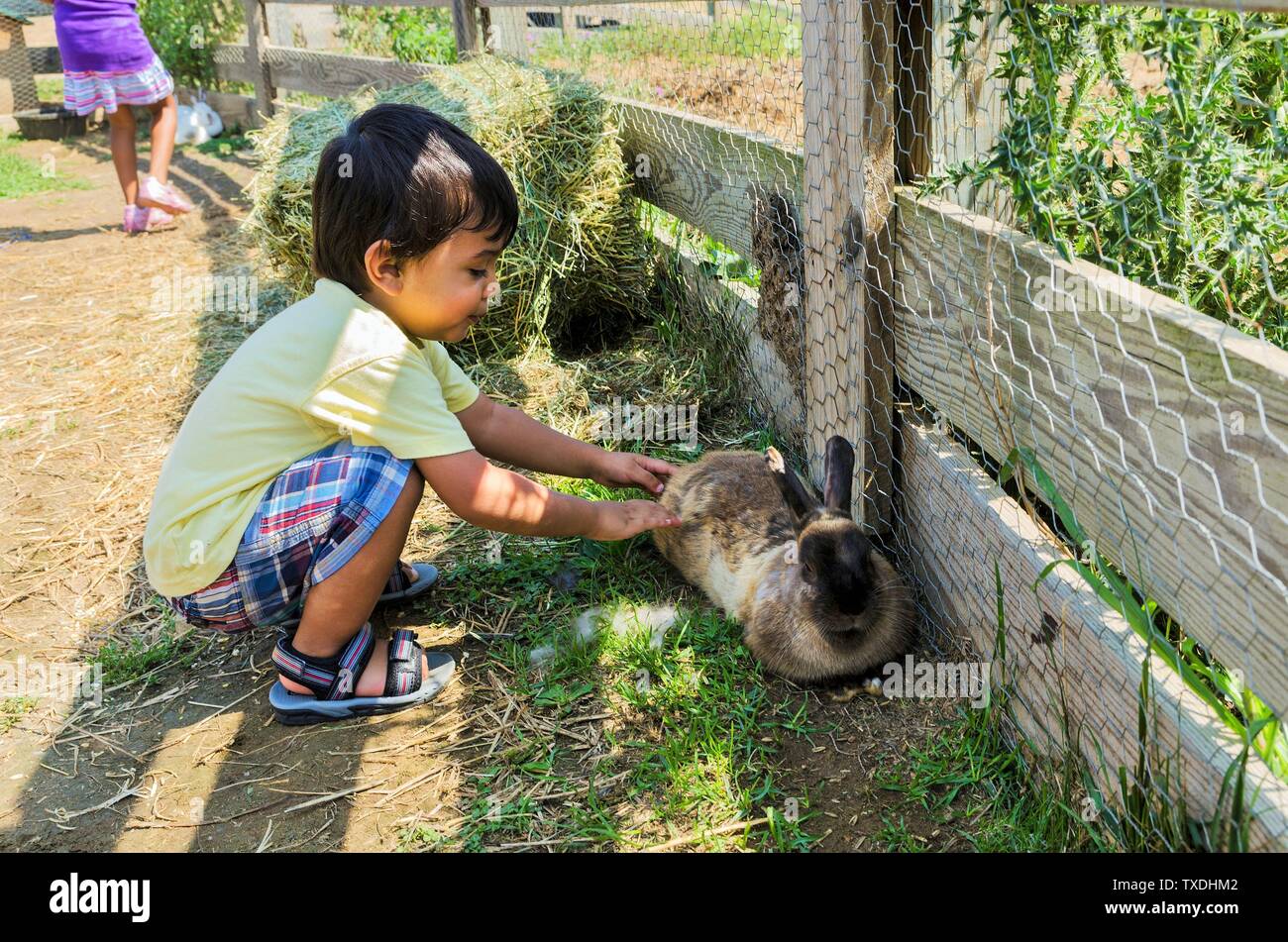 Boy petting rabbit, Virginia, USA, MR#447J Stock Photo - Alamy