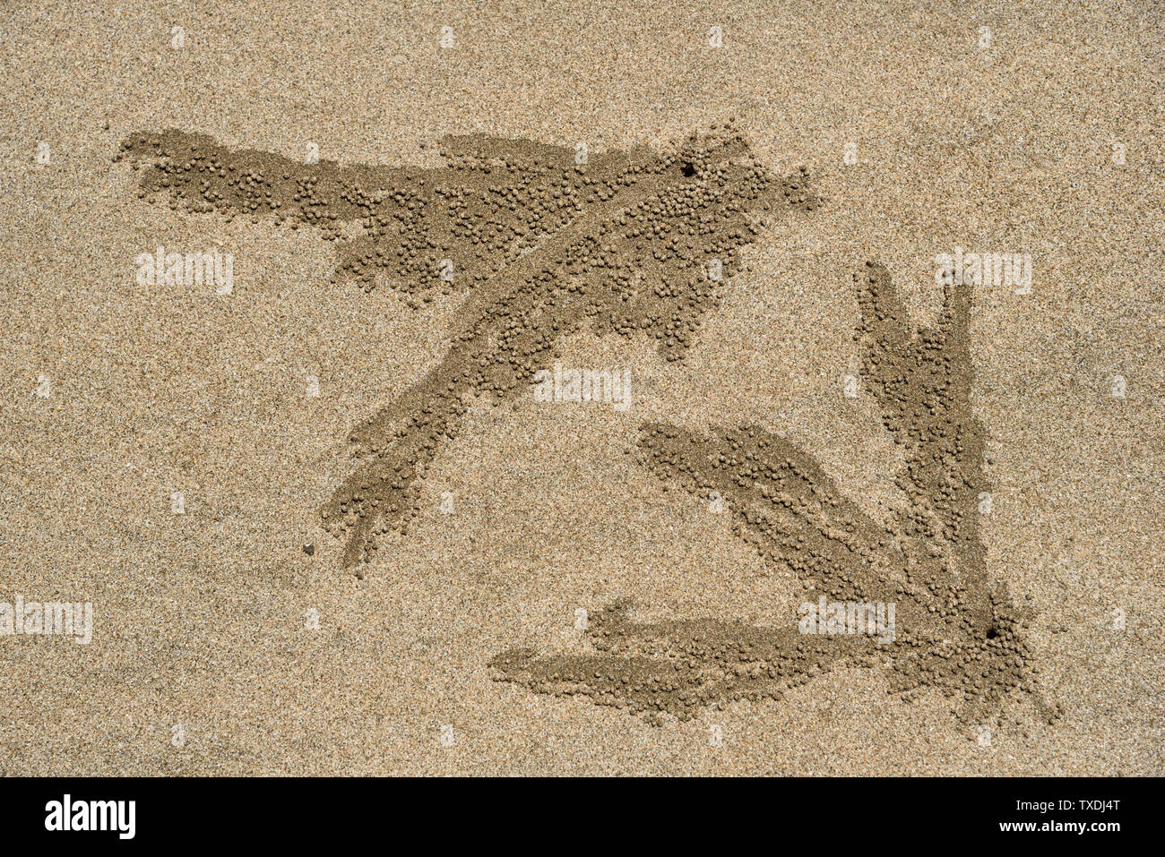 Sand insect pattern, Saranda Beach, Valsad, Gujarat, India, Asia Stock ...