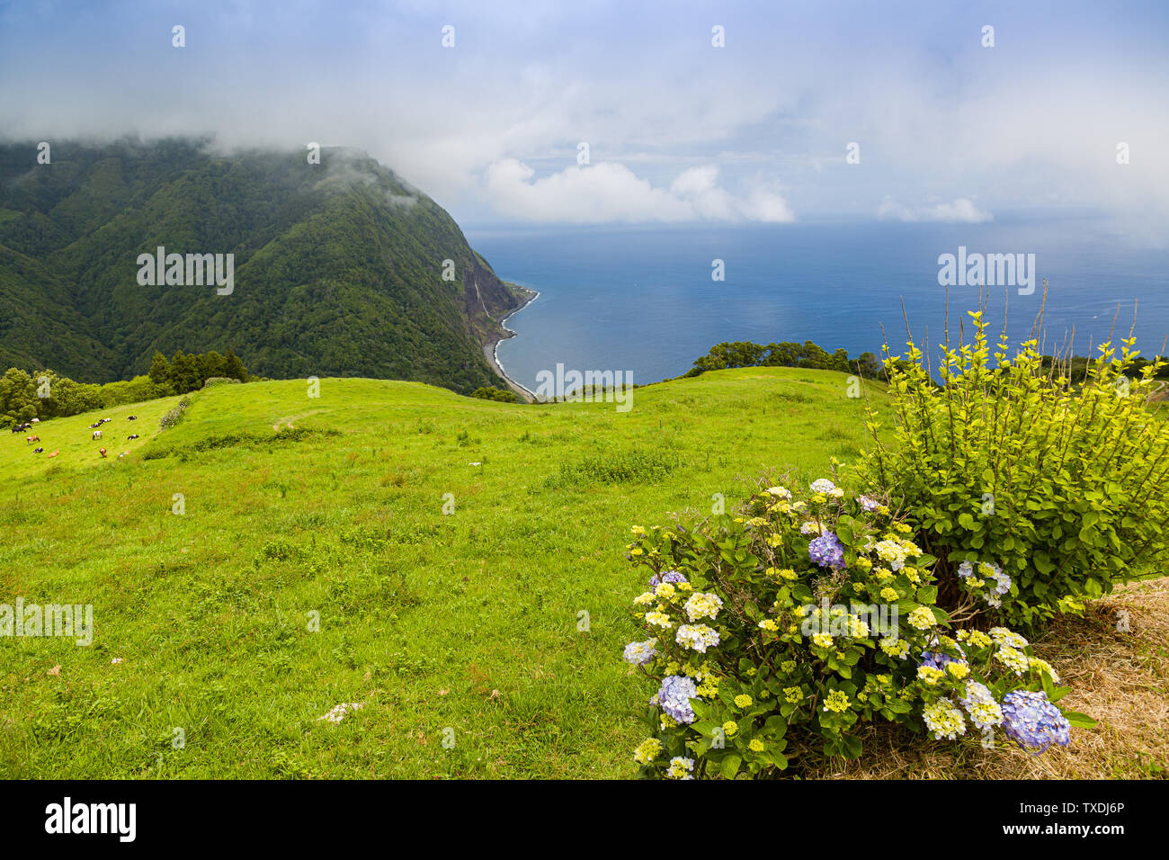 Landscape around Furnas, Sao Miguel Island, Azores archipelago ...