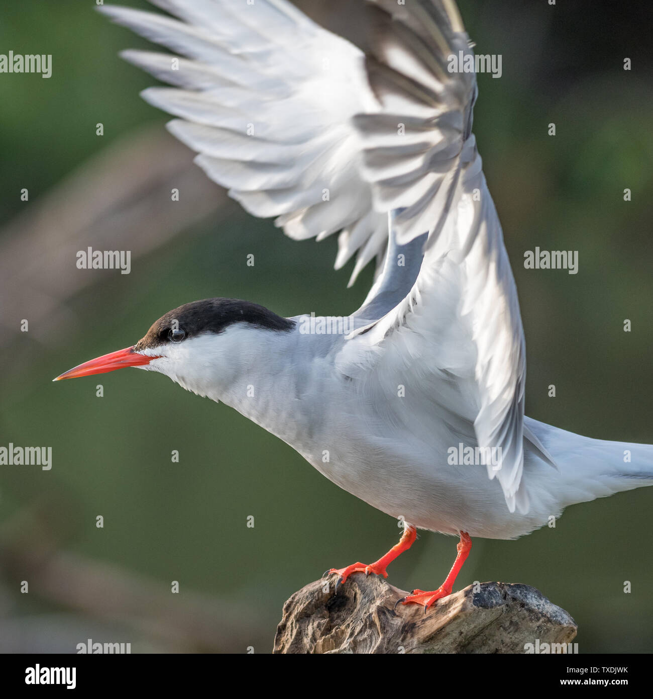 Close up of a beautiful isolated mature Common Tern Seagull bird Stock ...