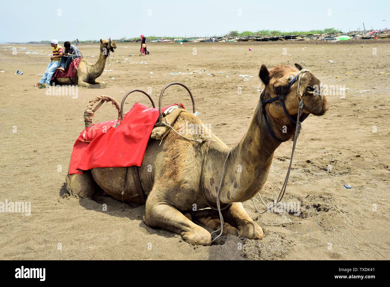 Camel, Ubharat beach, Navsari, Gujarat, India, Asia Stock Photo - Alamy