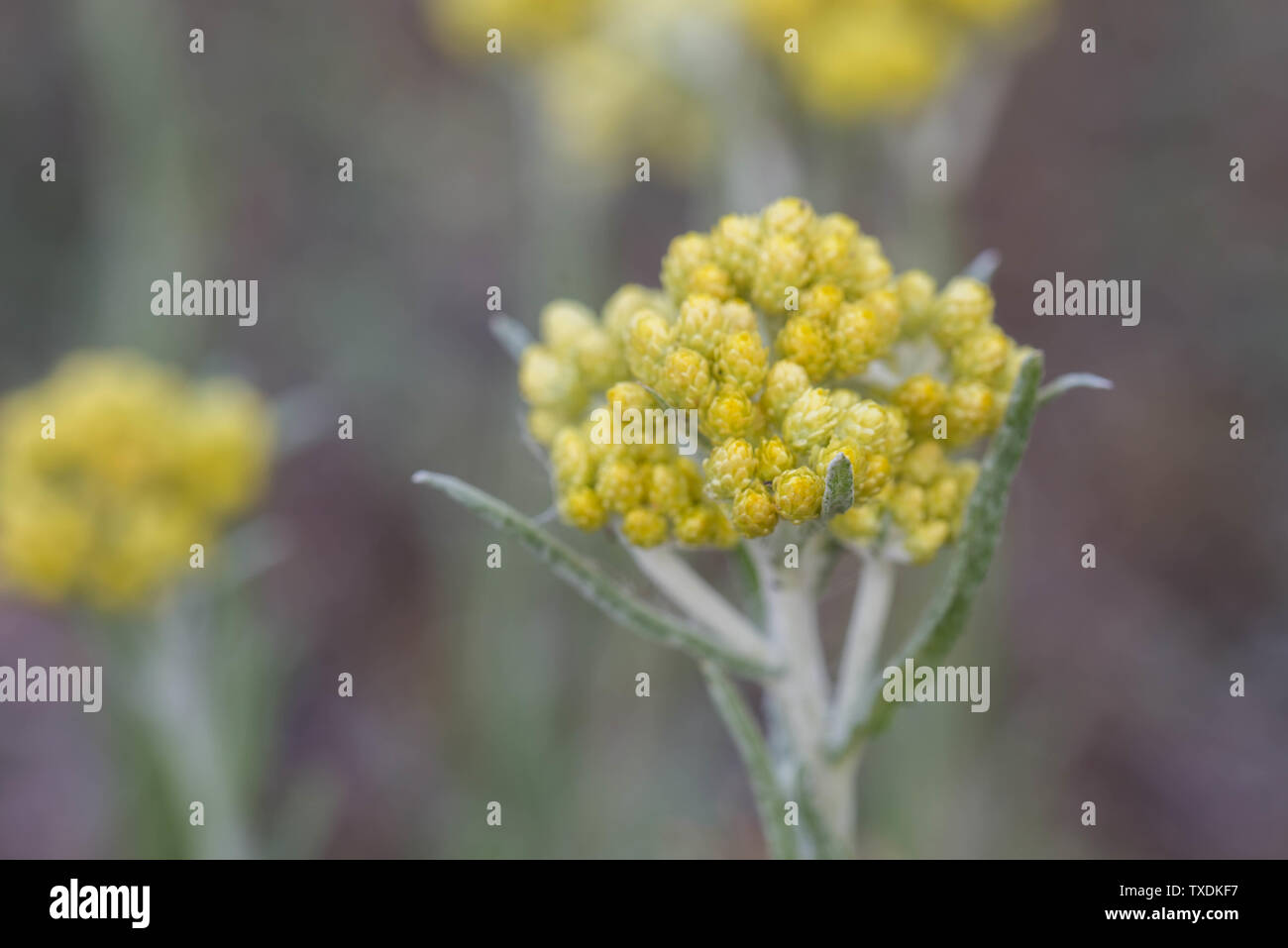 Dwarf everlasting helichrysum arenarium blooming hi-res stock ...