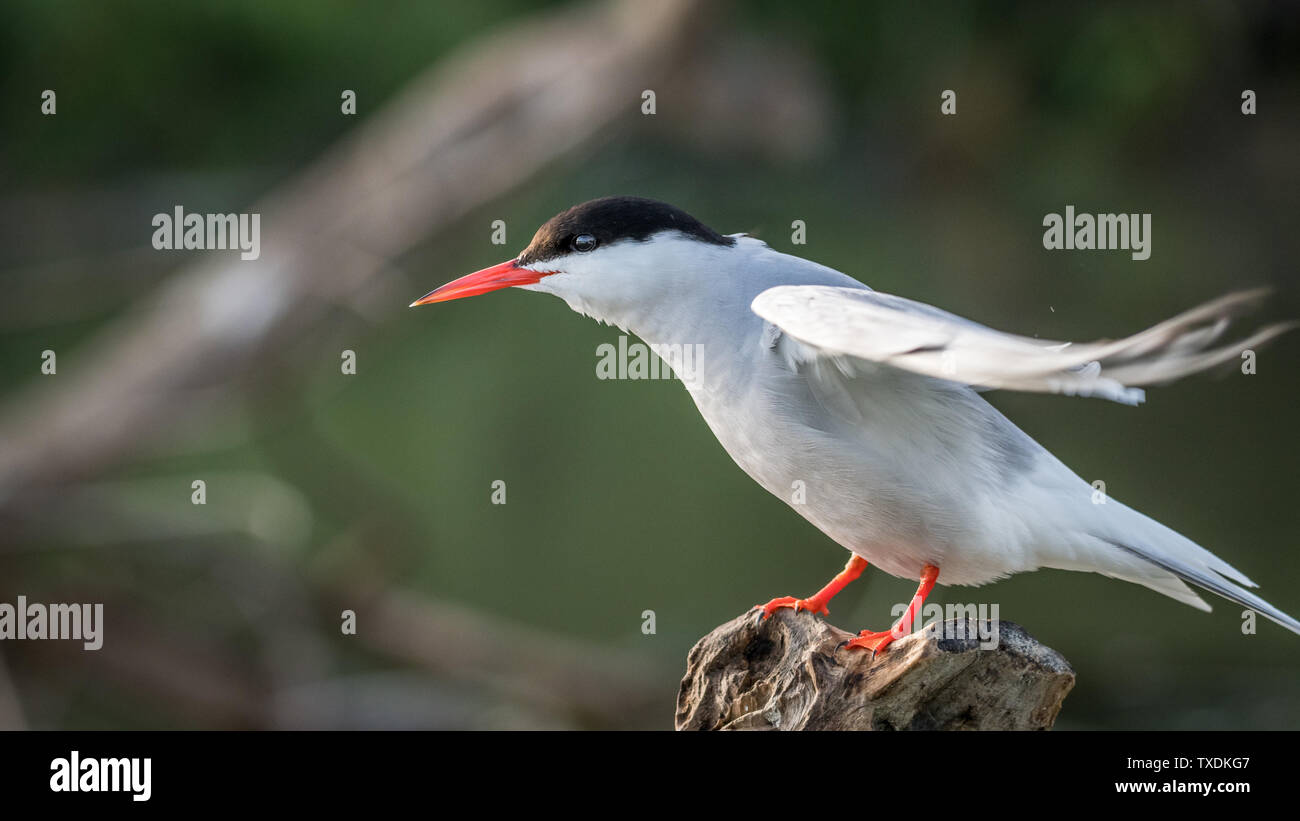 Close up of a beautiful isolated mature Common Tern Seagull bird Stock ...