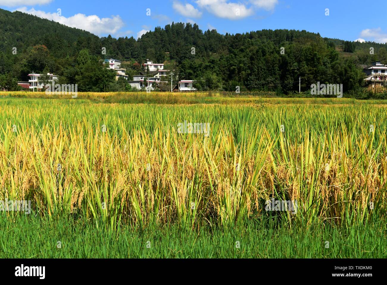 Grain planting and grazing hi-res stock photography and images - Alamy