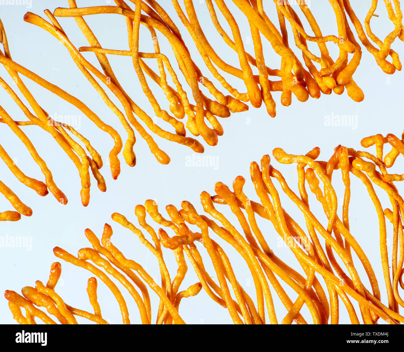 Cordyceps flowers hi-res stock photography and images - Alamy