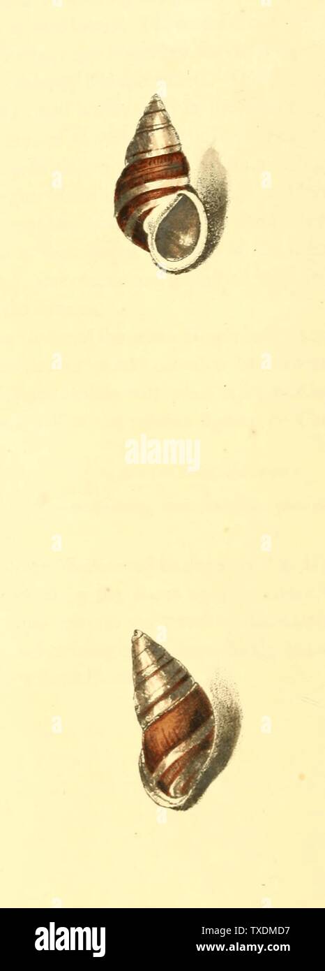 Bulimus hi-res stock photography and images - Alamy