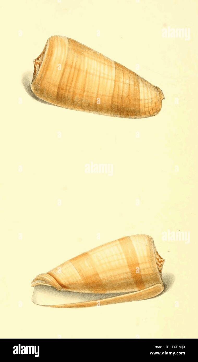 Conus magus hi-res stock photography and images - Alamy