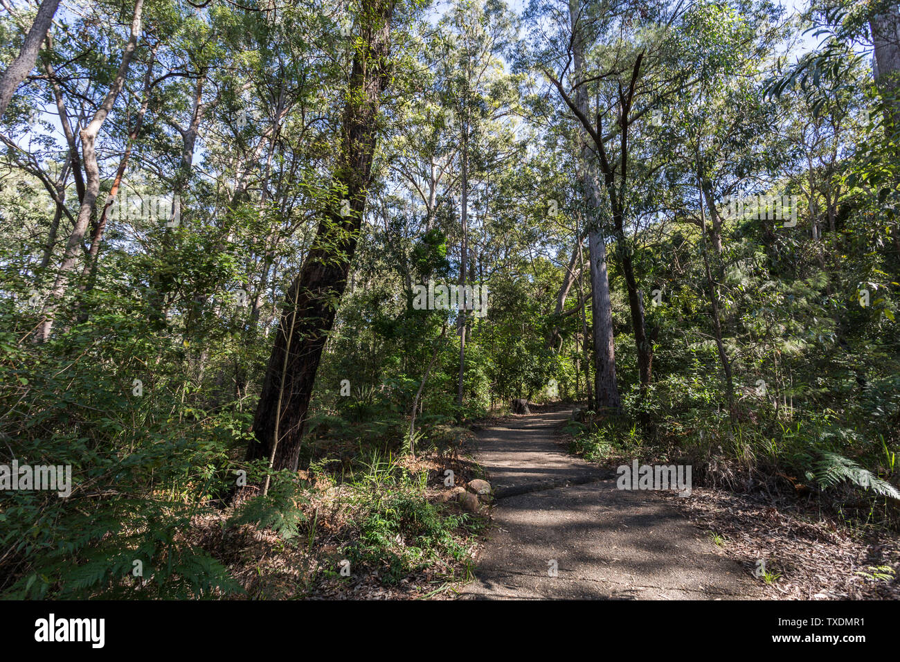 Mount Beerburrum, at 280m, is the fourth highest peak in the Glass ...
