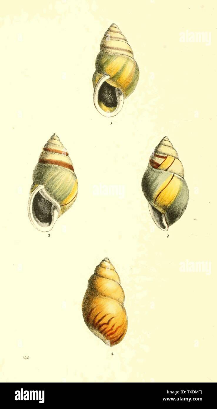 Bulimus citrinus hi-res stock photography and images - Alamy