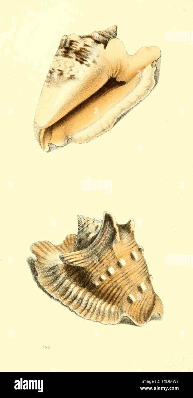 Strombus raninus hi-res stock photography and images - Alamy