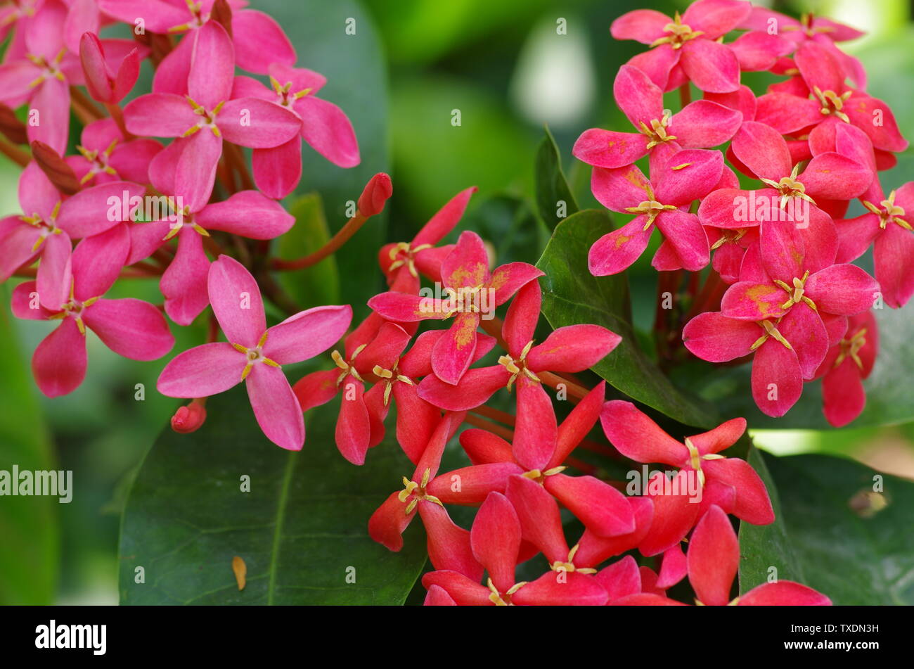 Coral leaf hi-res stock photography and images - Alamy