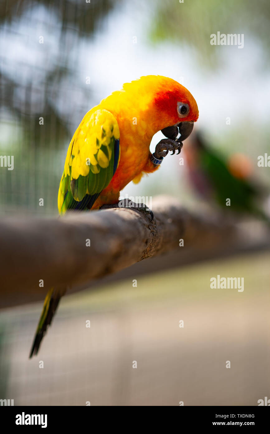Haikou parrot hi-res stock photography and images - Alamy