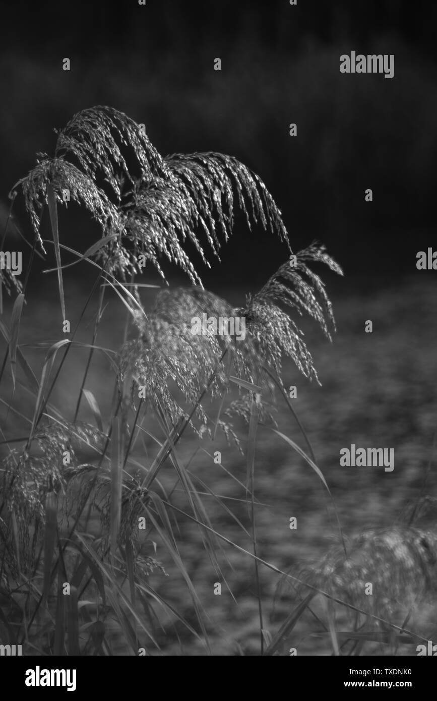 Reed texture Black and White Stock Photos & Images - Alamy