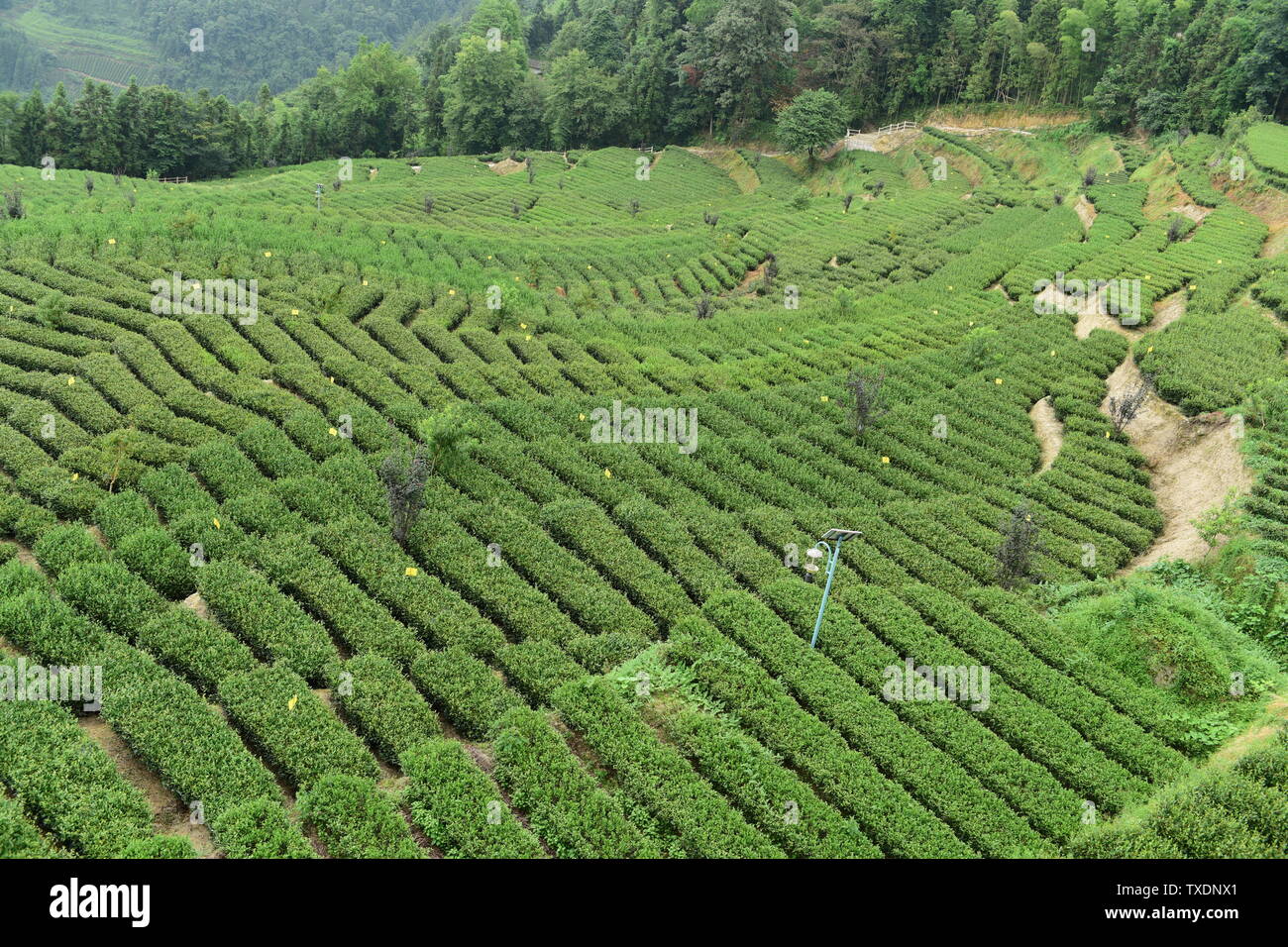 Tea garden scenery Stock Photo - Alamy