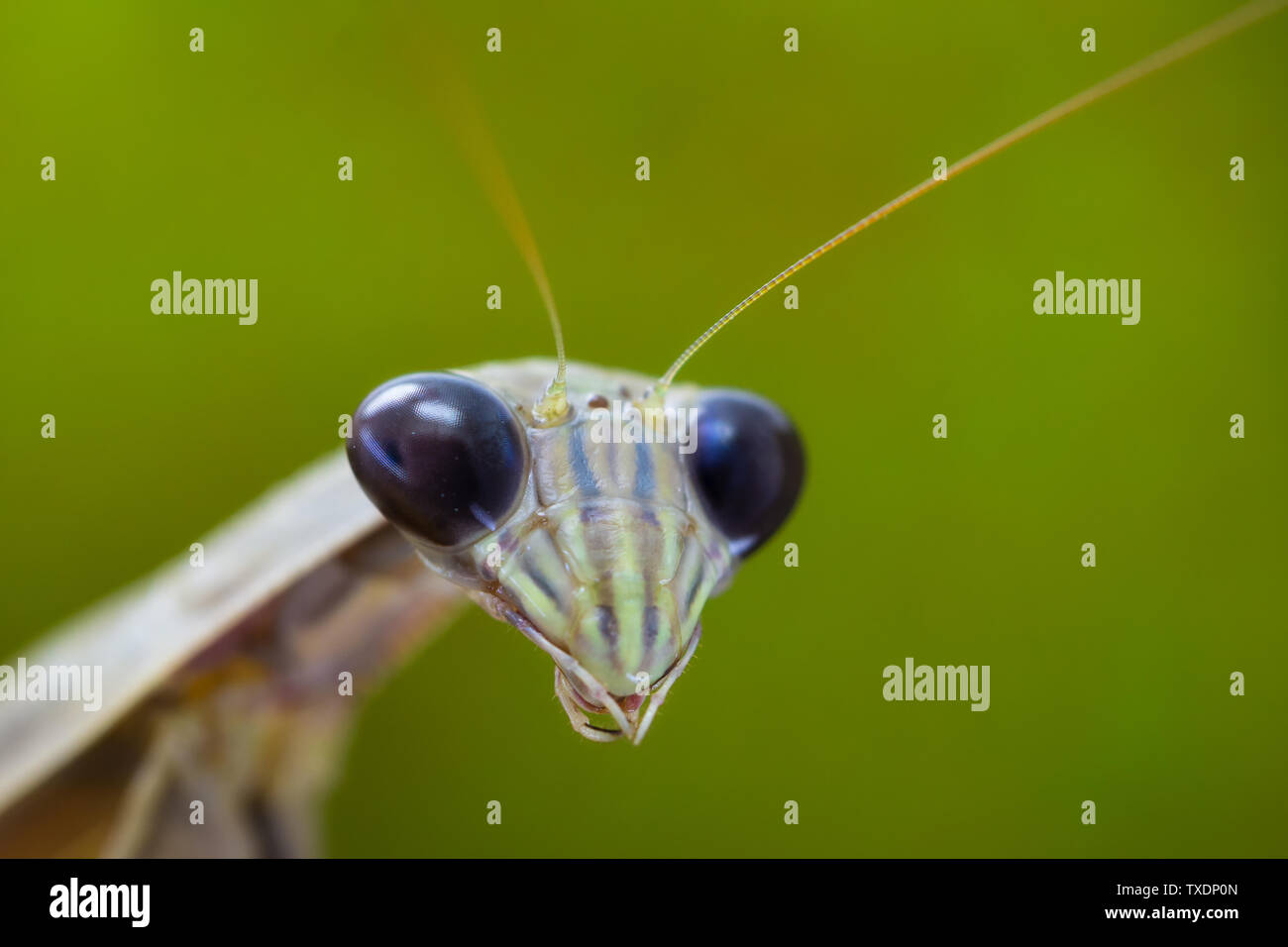 Insects and tentacles hi-res stock photography and images - Alamy