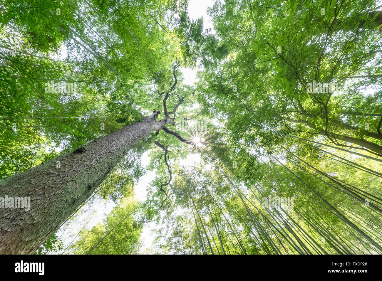 A big tree Stock Photo - Alamy