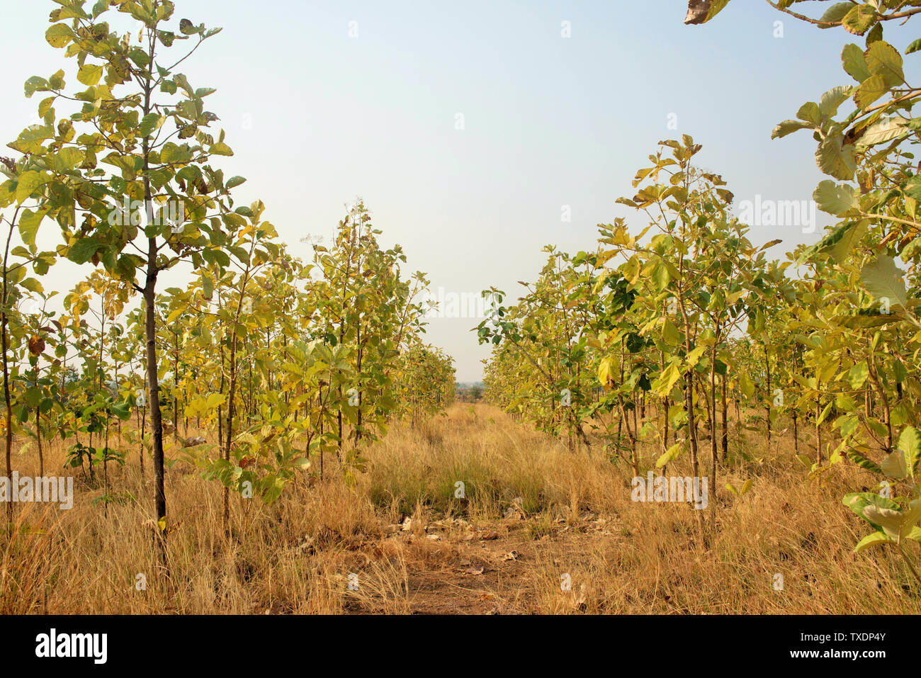 Teak tree at Agri, Pune, Maharashtra, India, Asia Stock Photo - Alamy