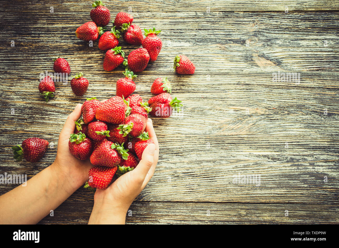 Women's hands hold a handful of fresh ripe strawberries. Organic juicy ...