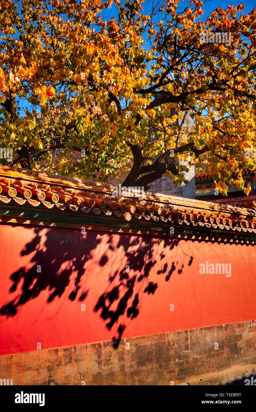 Autumn at the Imperial Palace in Beijing Stock Photo - Alamy
