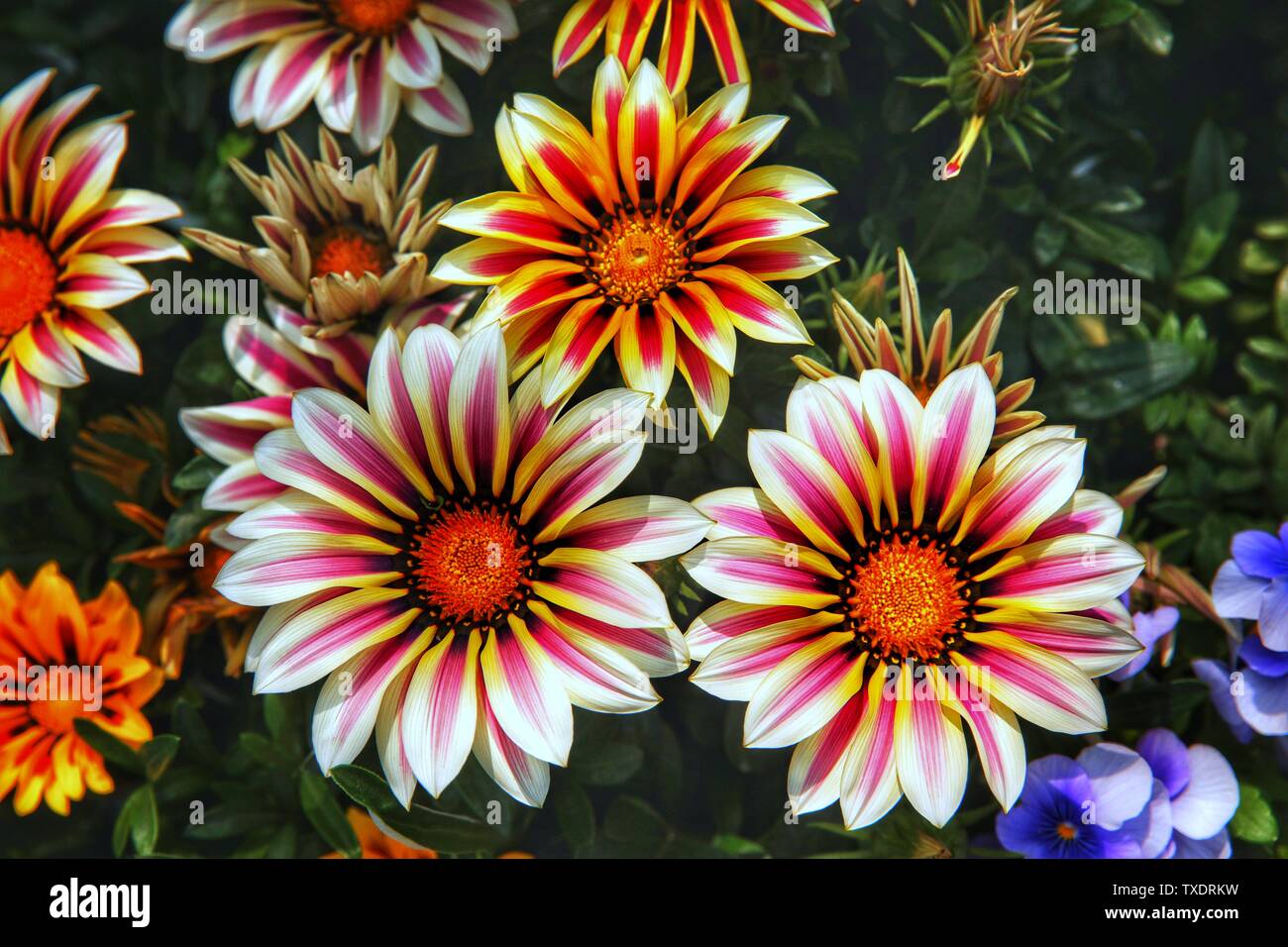 Medusa in the garden hi-res stock photography and images - Alamy