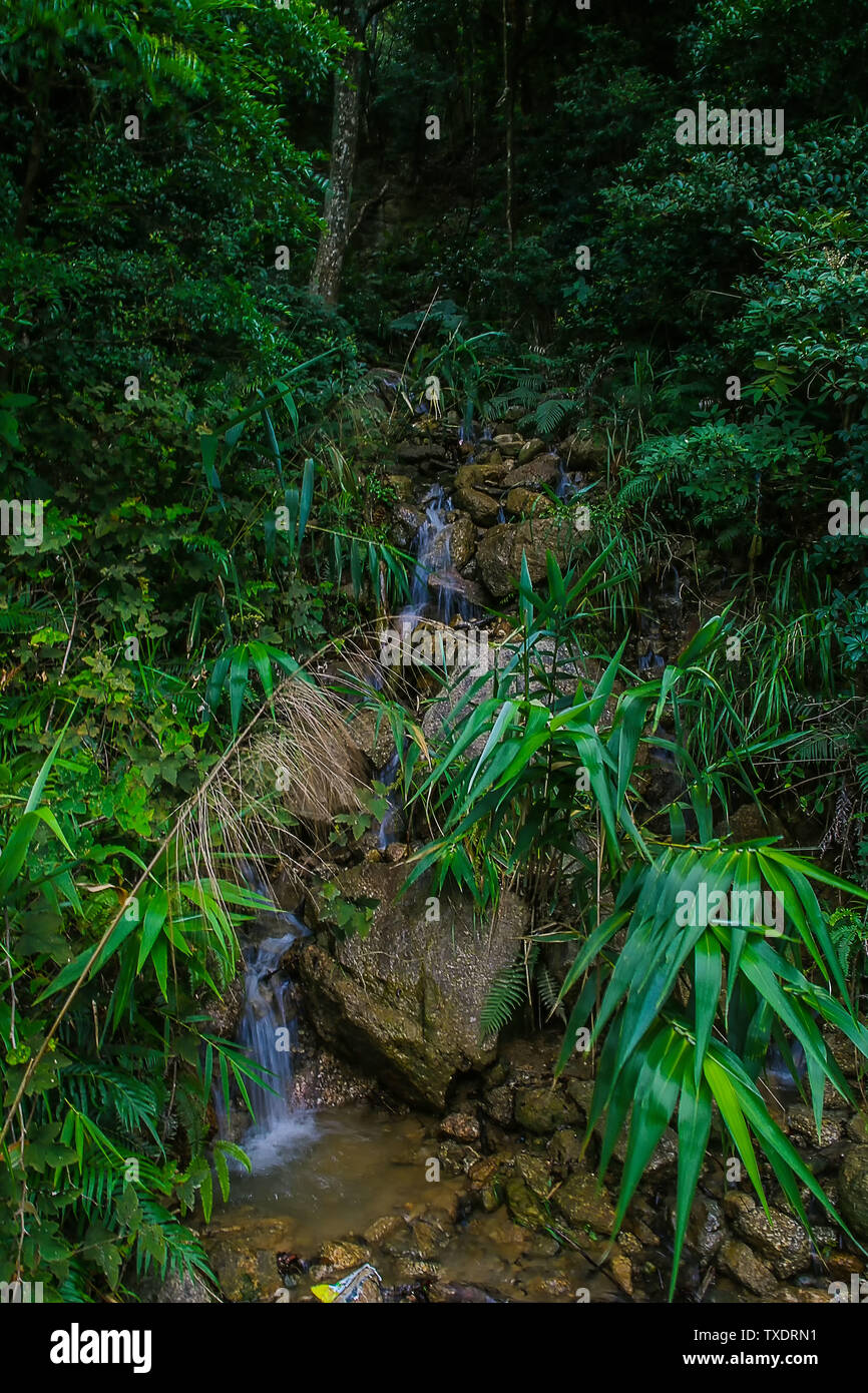Luofu hi-res stock photography and images - Alamy