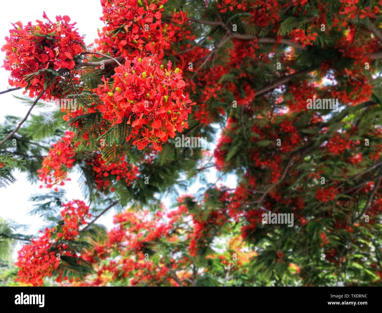 Phoenix flowers bloom Stock Photo - Alamy
