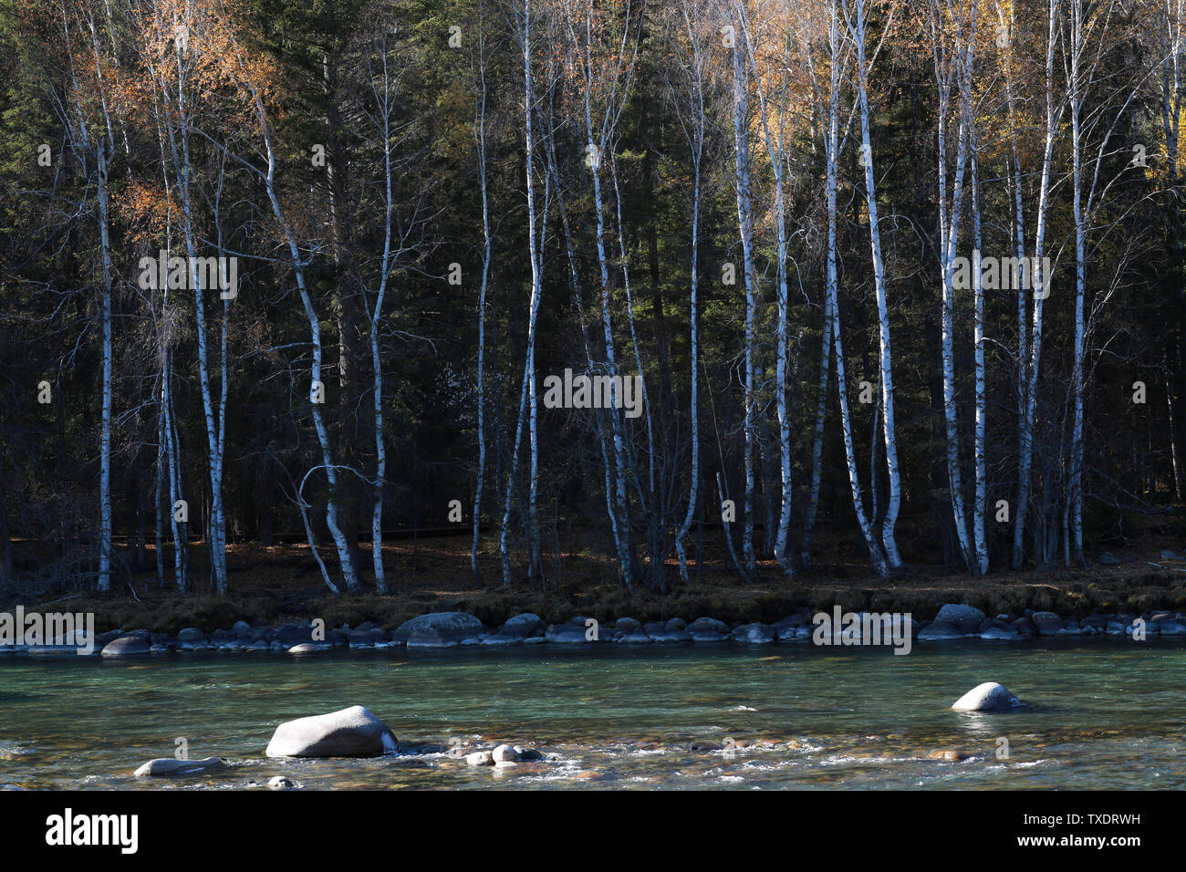 Autumn color of grasses Stock Photo - Alamy