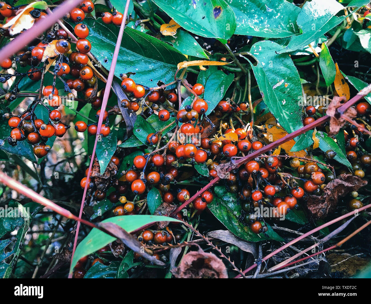 Red wild fruit Stock Photo - Alamy
