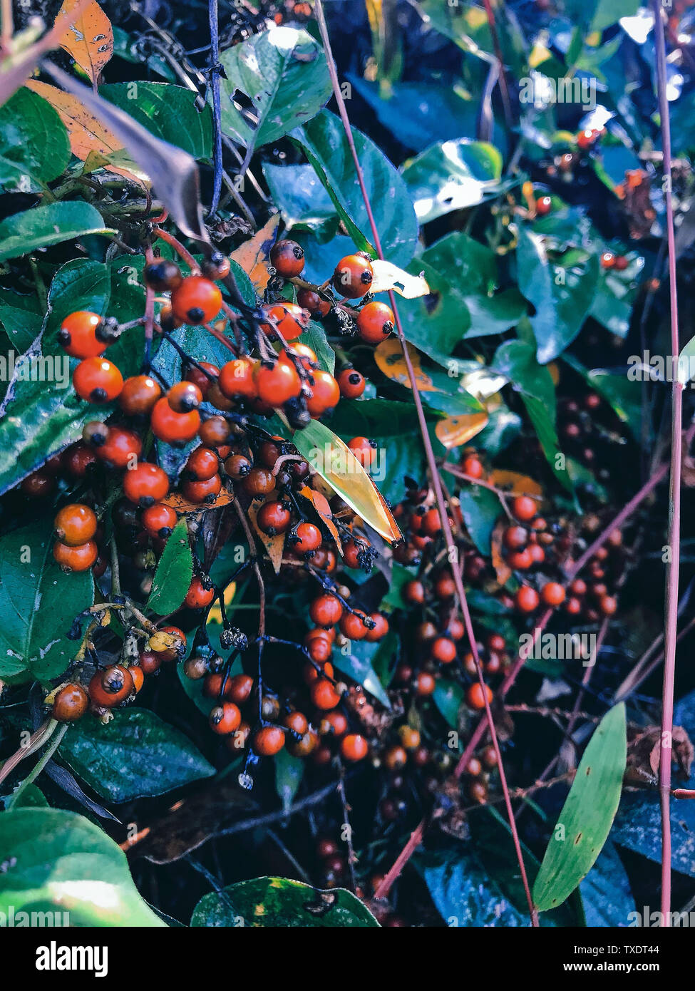 Red wild fruit Stock Photo - Alamy