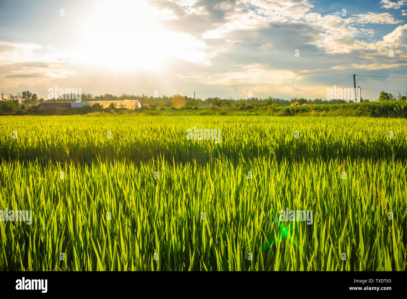 Rural and pastoral scenery hi-res stock photography and images - Alamy