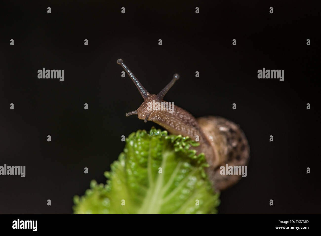 Microscopic tentacles climbing peristalsis climb hi-res stock ...