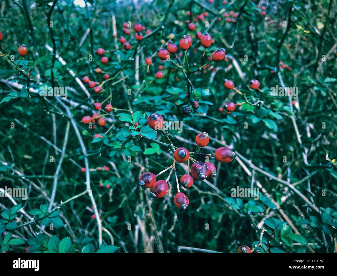 Fruit of roses hi-res stock photography and images - Alamy