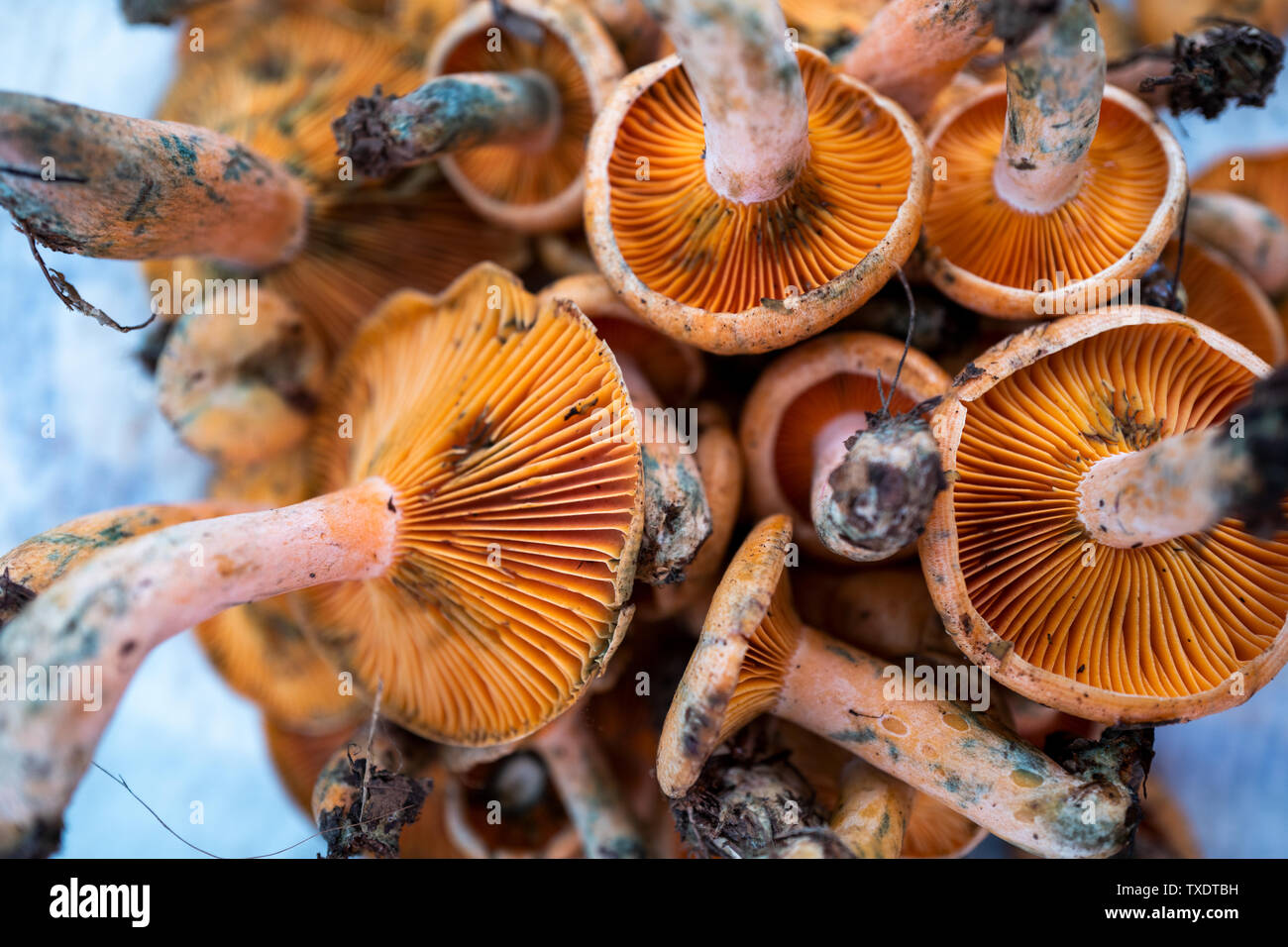 Fresh, earthy, wild edible fungus Stock Photo - Alamy