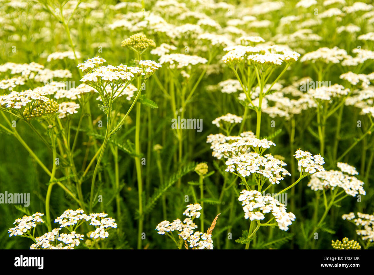 common yarrow, medicinal herb in a meadow in Germany Stock Photo - Alamy
