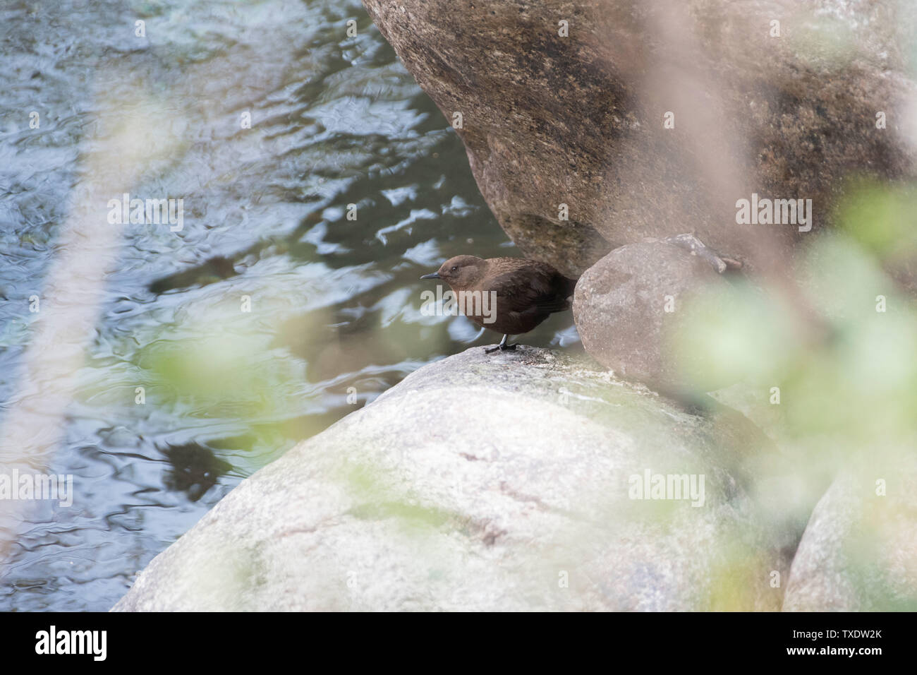 Brown Dipper, Kedarnath Wildlife Sanctuary, Uttarakhand, India, Asia ...