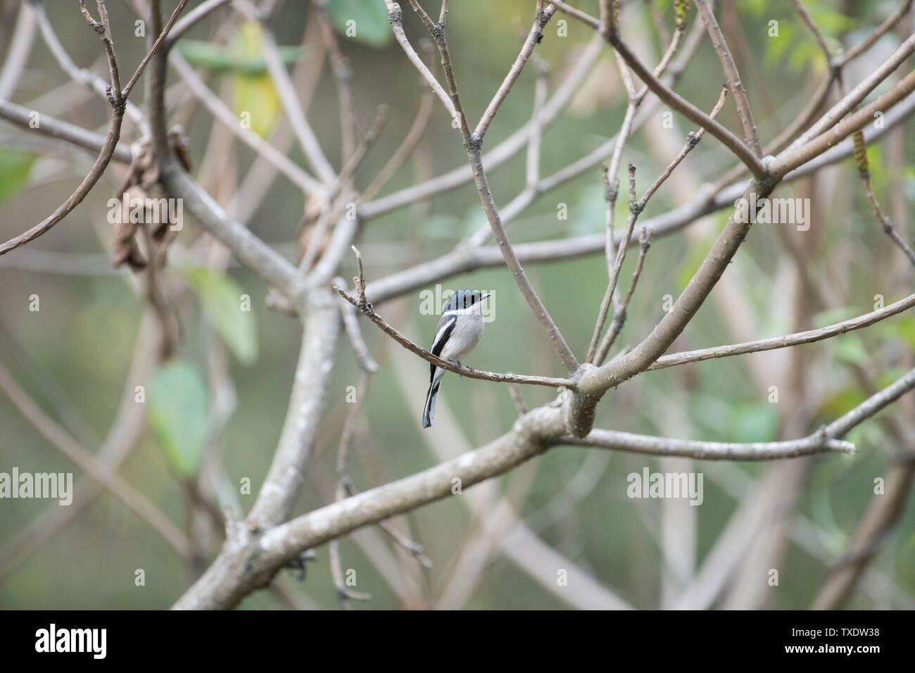 Bar winged Flycatcher shrike, Kedarnath Wildlife Sanctuary, Uttarakhand ...