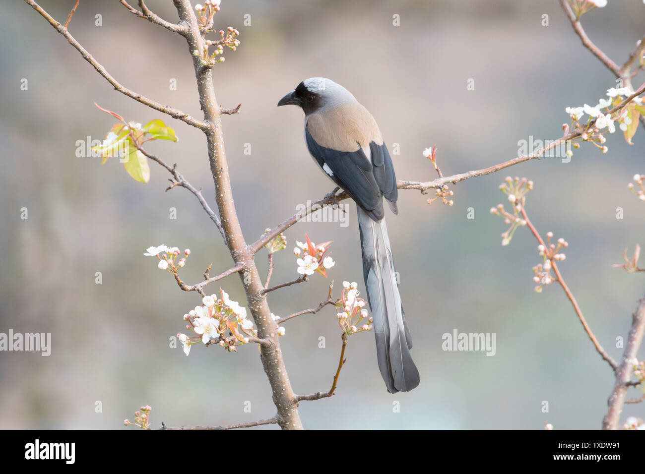 Flowering tree with bird india hi-res stock photography and images - Alamy