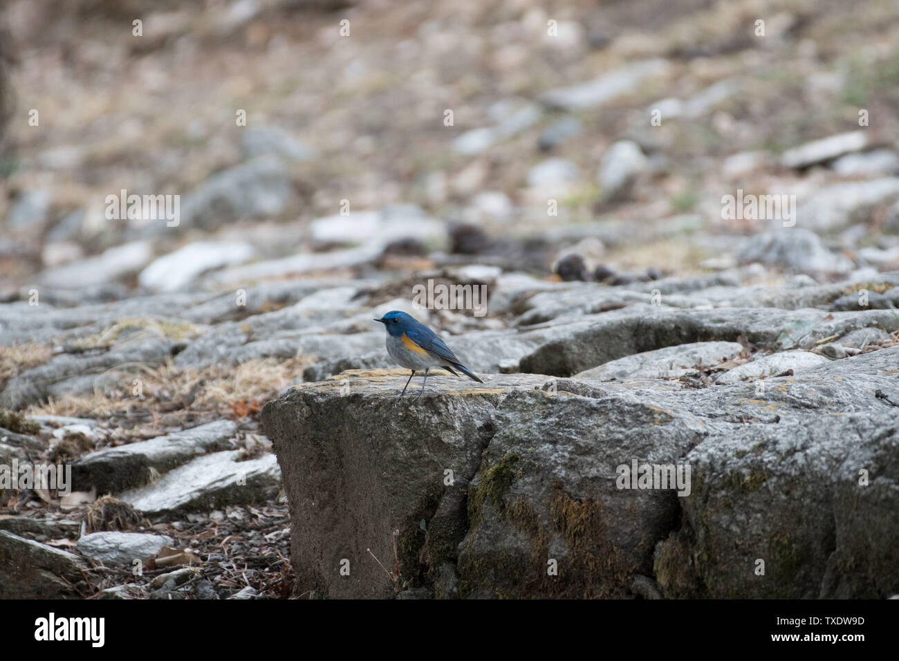 Himalayan bush robin, Kedarnath Wildlife Sanctuary, Uttarakhand, India ...