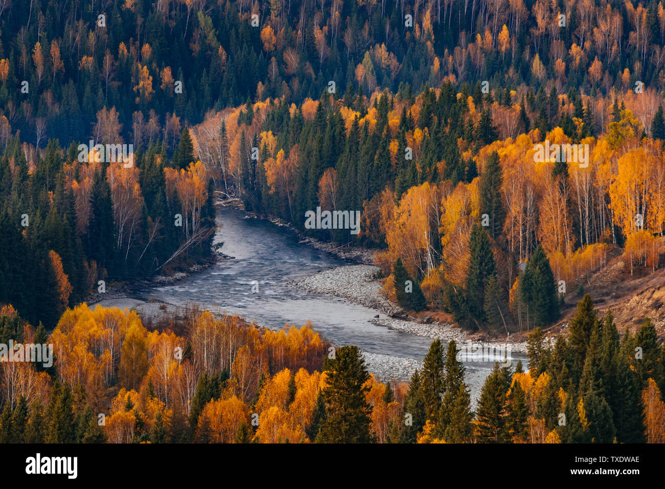 Maple leaf forests on both sides of the river Stock Photo - Alamy