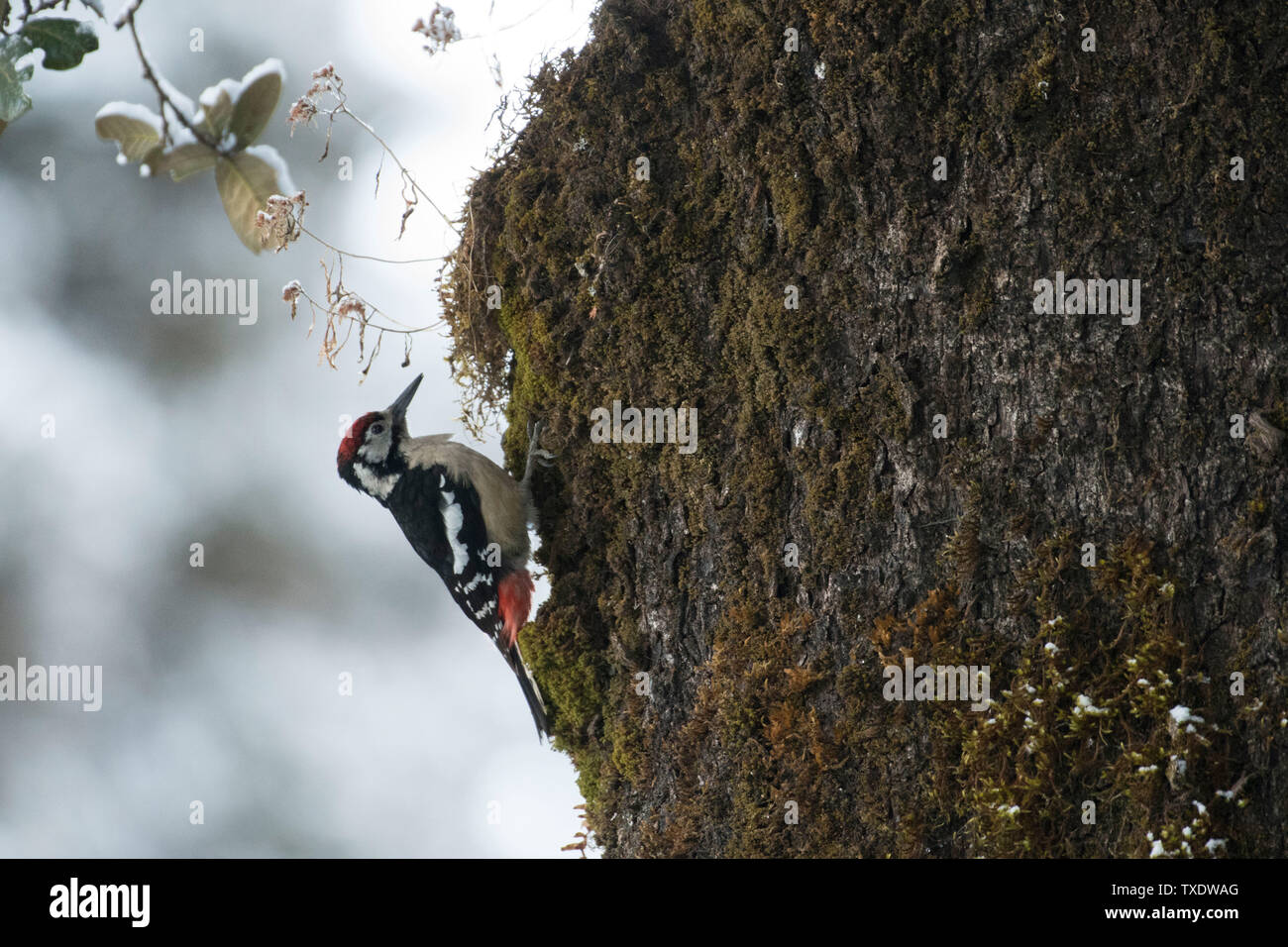 India trunk tree hi-res stock photography and images - Alamy