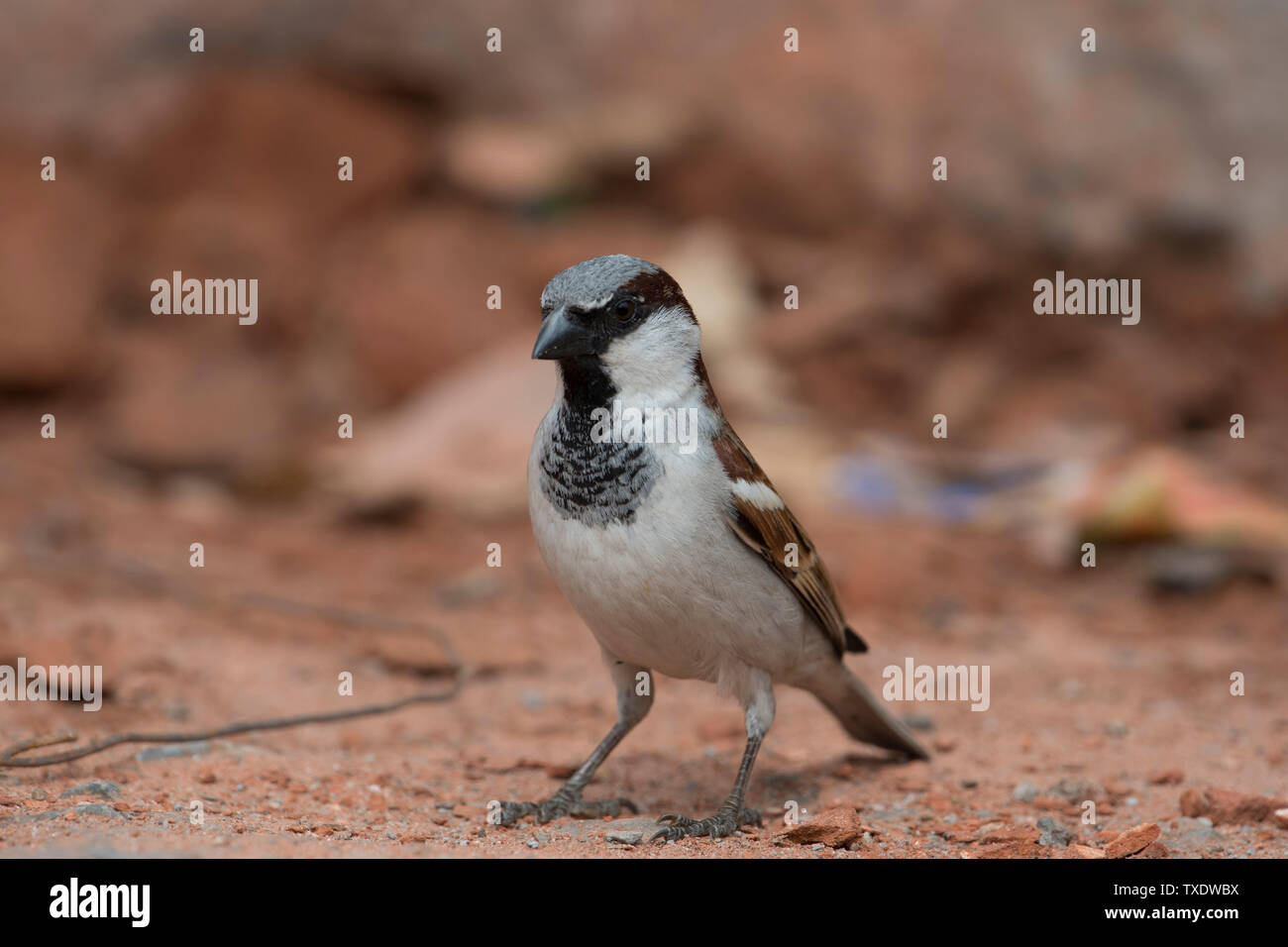House Sparrow male bird, Kedarnath Wildlife Sanctuary, Uttarakhand ...